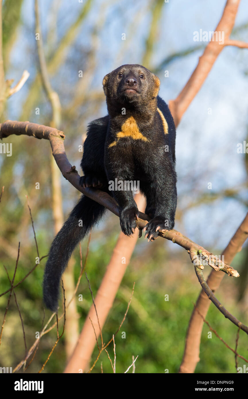 Tayra (Eira barbara Stock Photo - Alamy