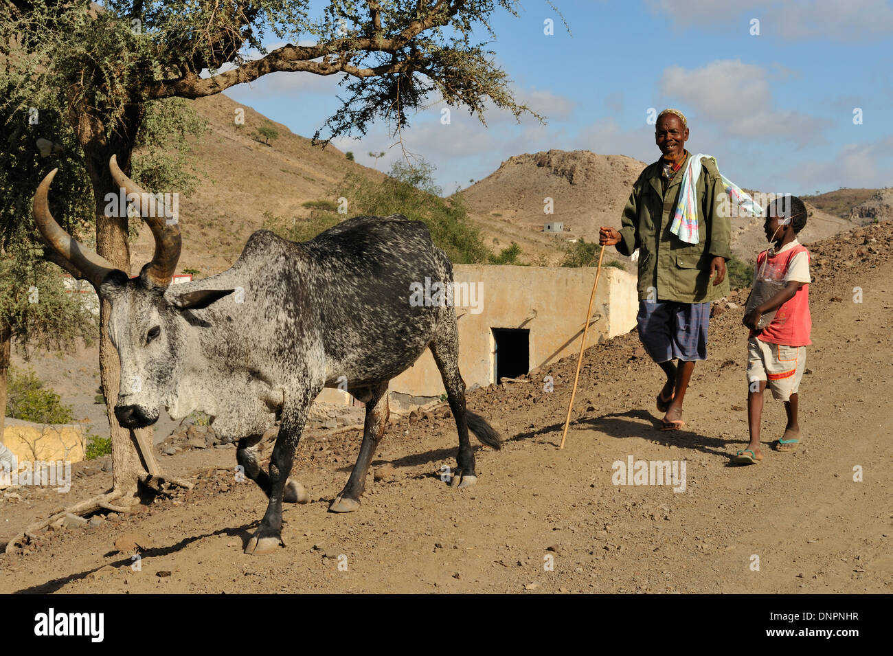 Djiboutian man with his boy leading a cow in Randa town, Djibouti, Horn ...