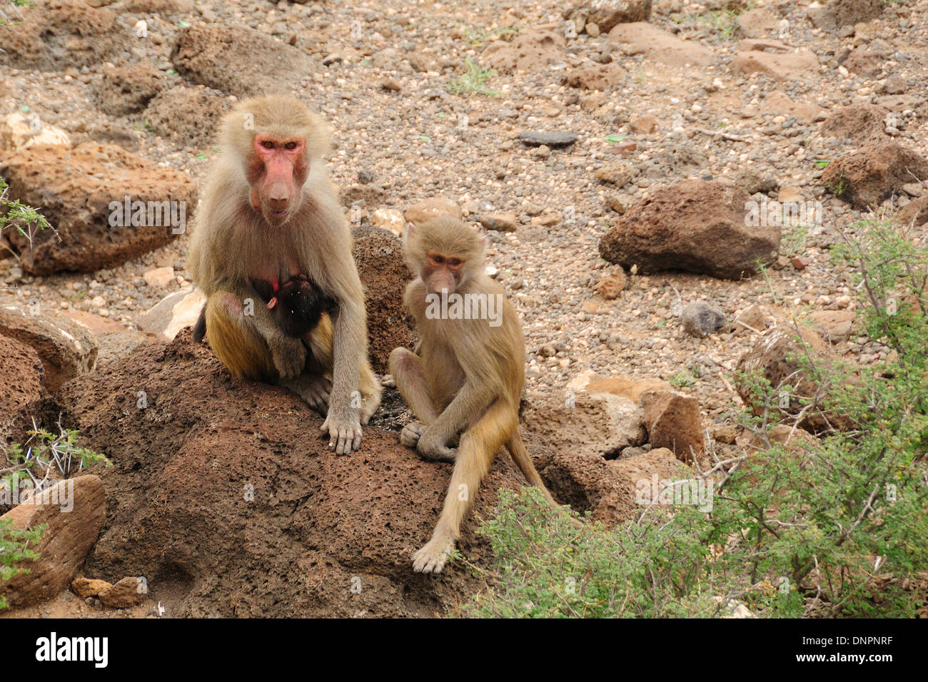 Hamadryas baboon female, Djibouti, Horn of Africa Stock Photo - Alamy