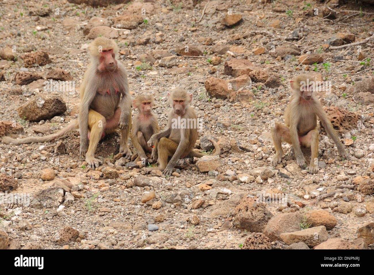 Group of Hamadryas baboon monkeys, Djibouti, Horn of Africa Stock Photo ...