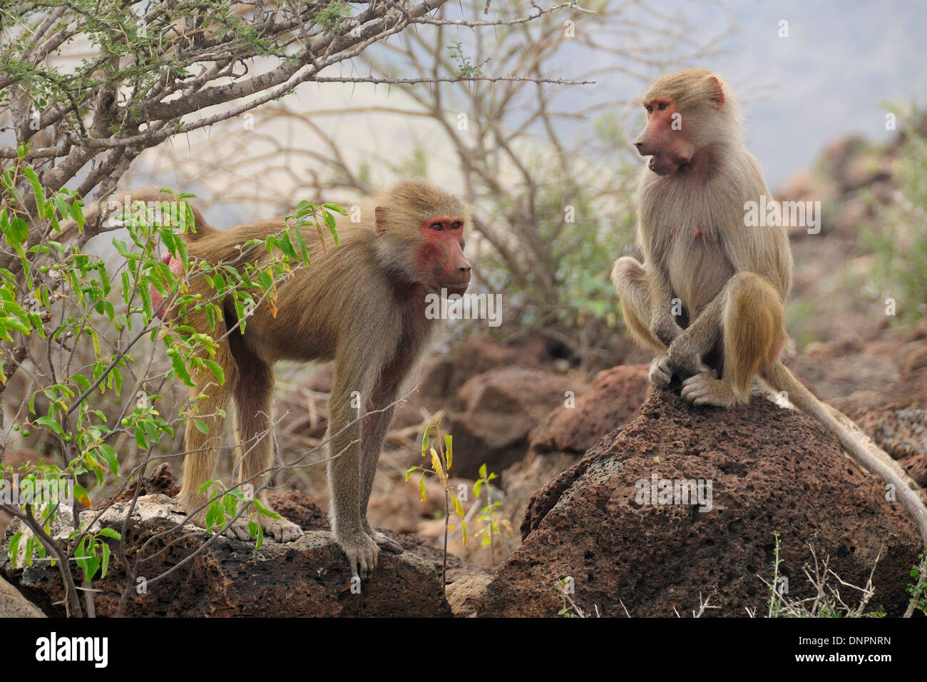 Two hamadryas baboon males scientific name hi-res stock photography and ...