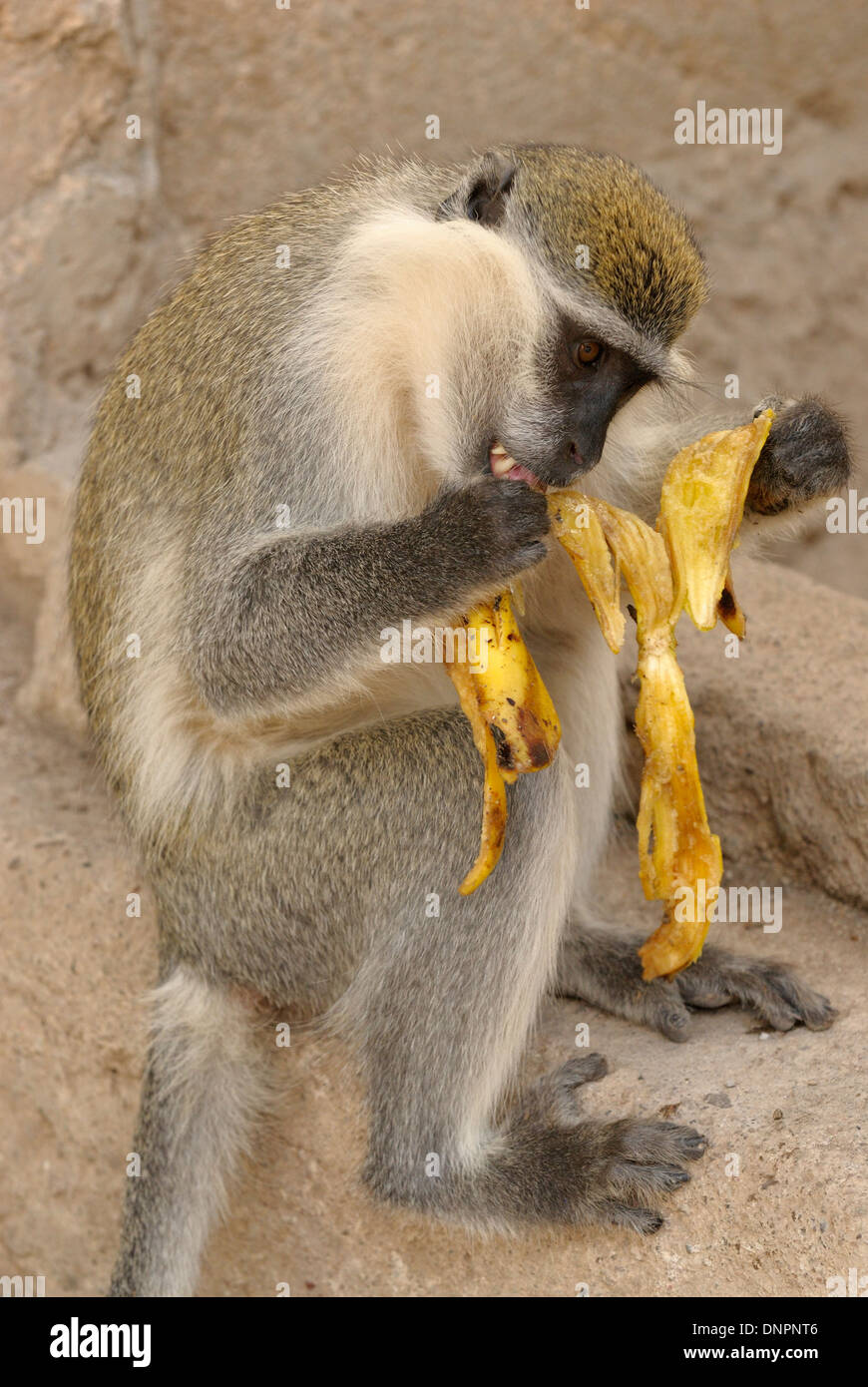 Grivet monkey eating a banana, Djibouti, Horn of Africa Stock Photo - Alamy