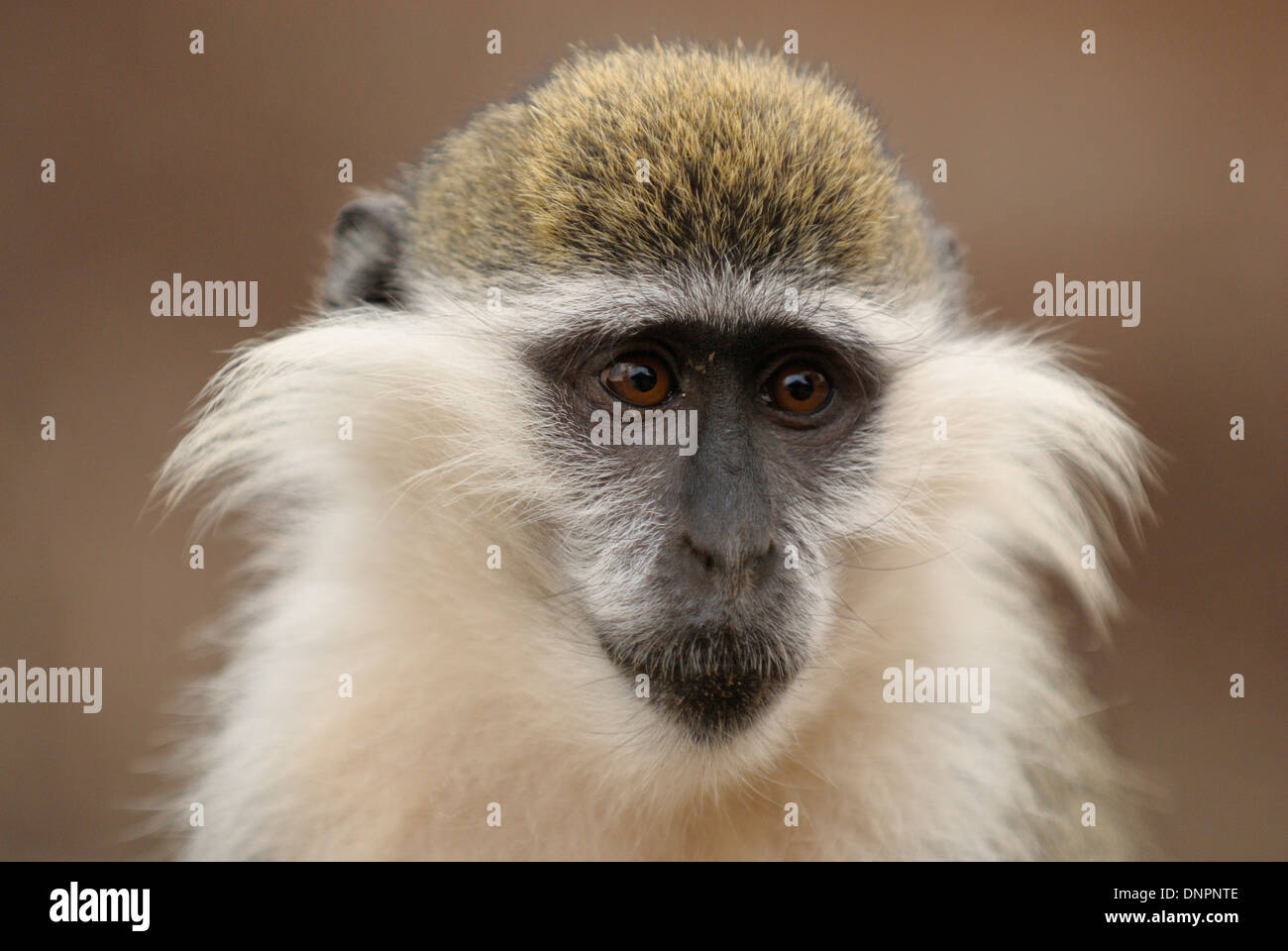 Grivet monkey, Djibouti, Horn of Africa Stock Photo - Alamy