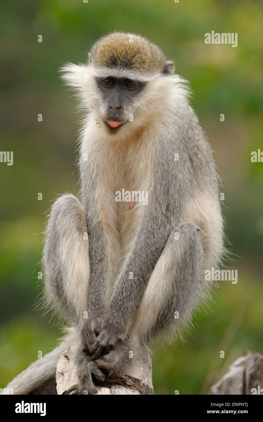 Grivet monkey, Djibouti, Horn of Africa Stock Photo - Alamy