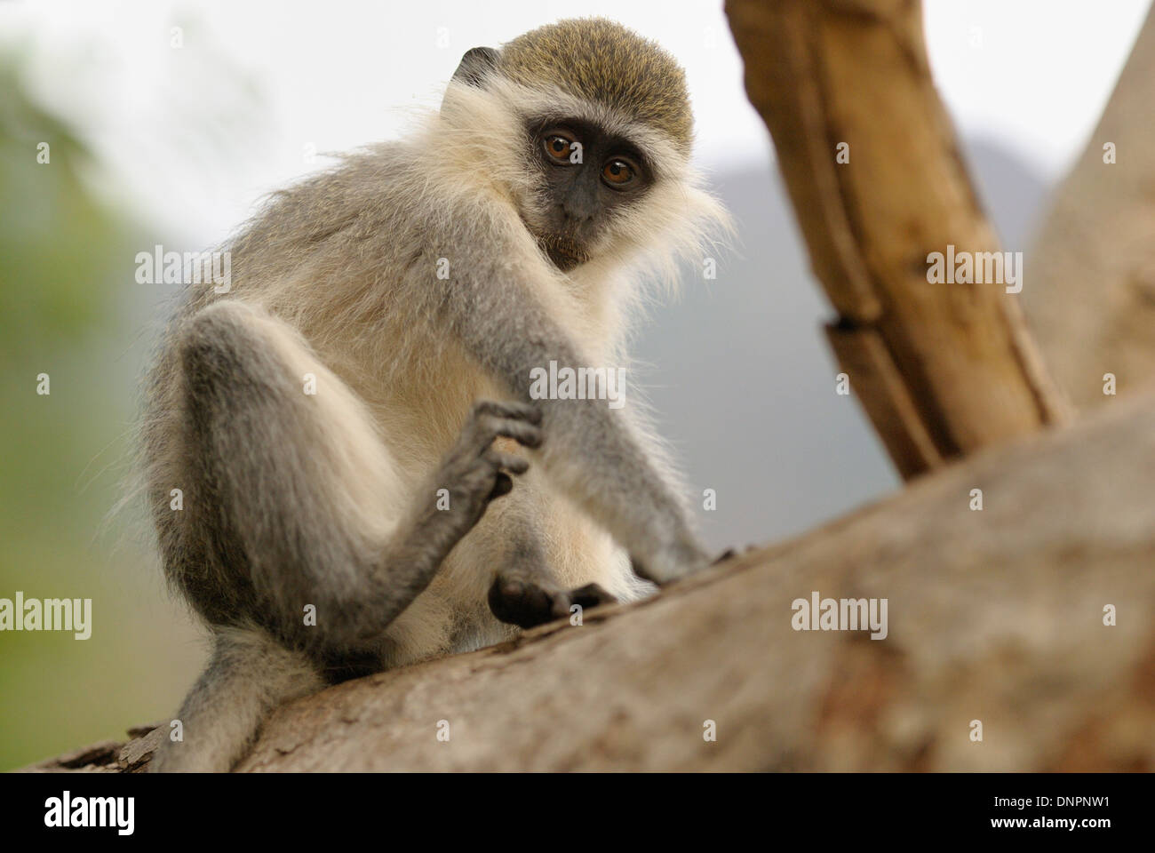 Grivet monkey, Djibouti, Horn of Africa Stock Photo - Alamy