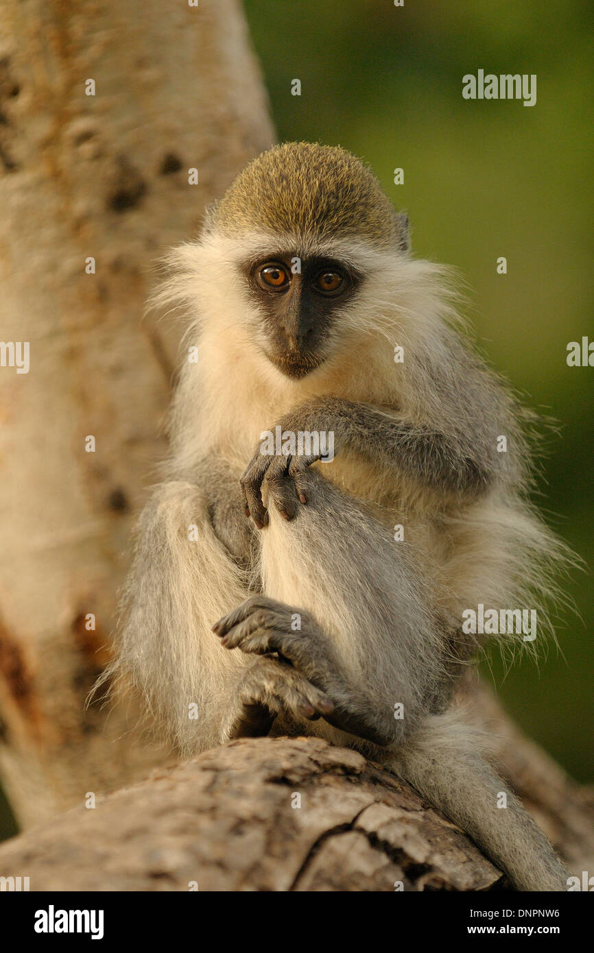 Grivet monkey, Djibouti, Horn of Africa Stock Photo - Alamy