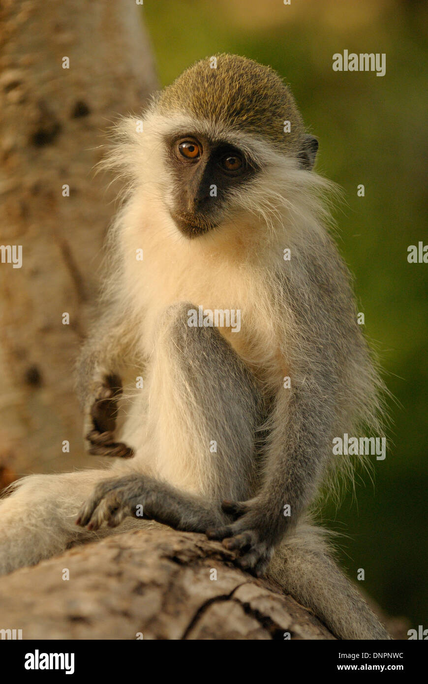 Grivet monkey, Djibouti, Horn of Africa Stock Photo - Alamy