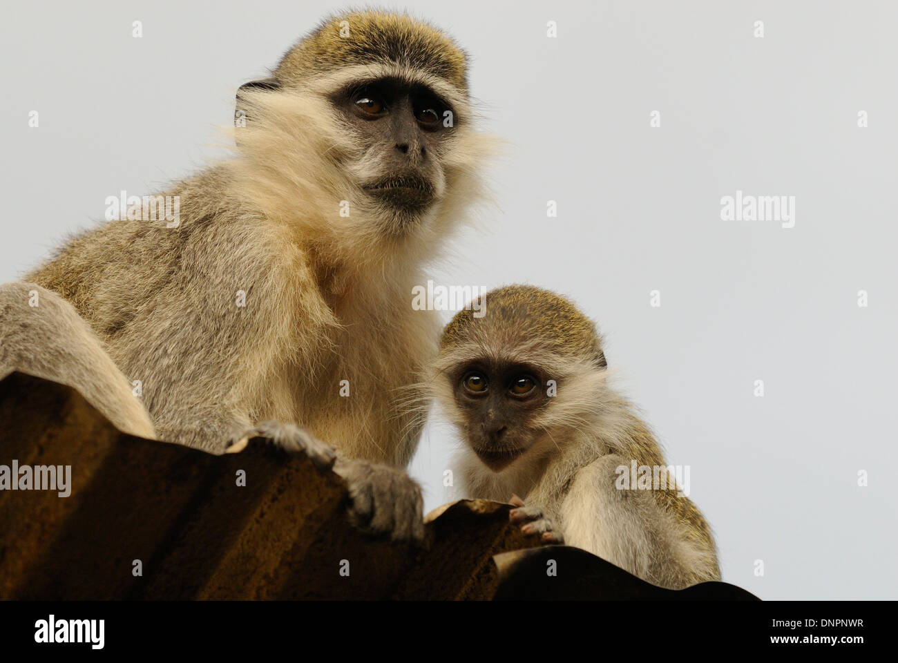 Two Grivet monkeys, Djibouti, Horn of Africa Stock Photo - Alamy