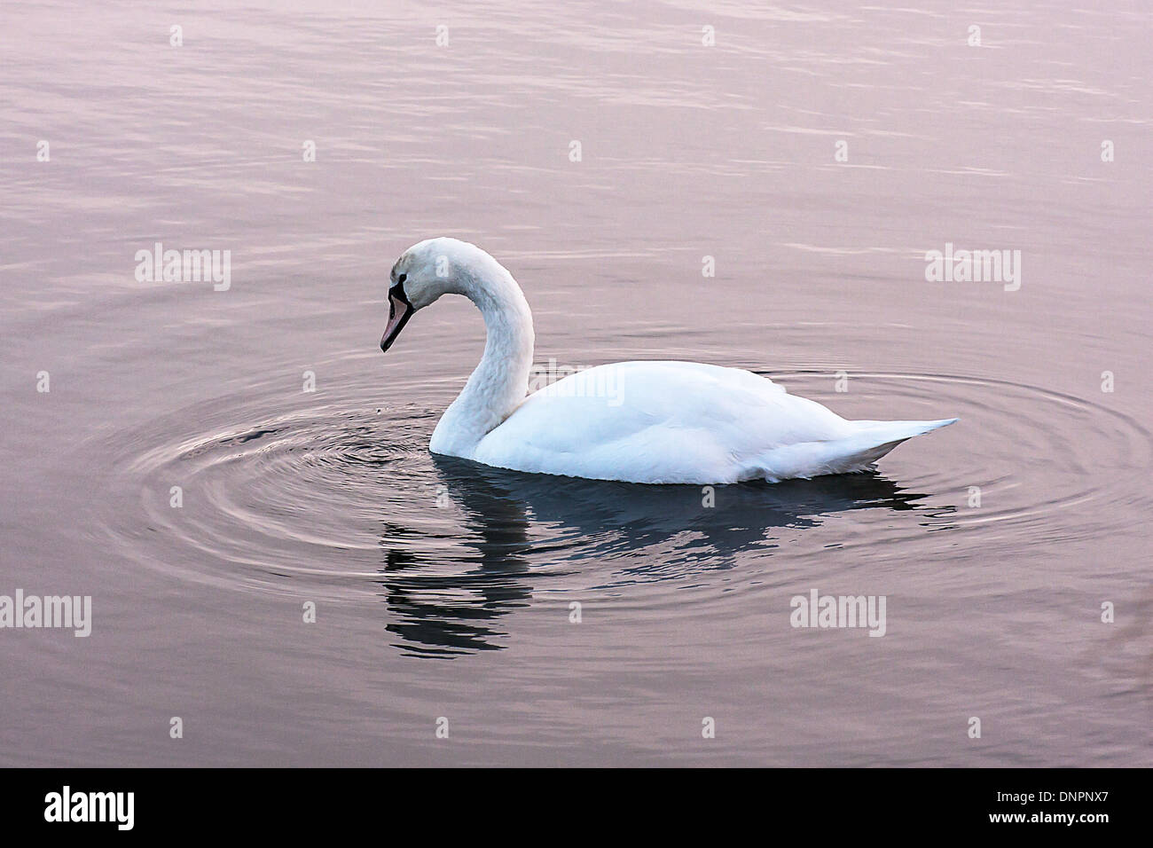Swan with a ripple Stock Photo - Alamy