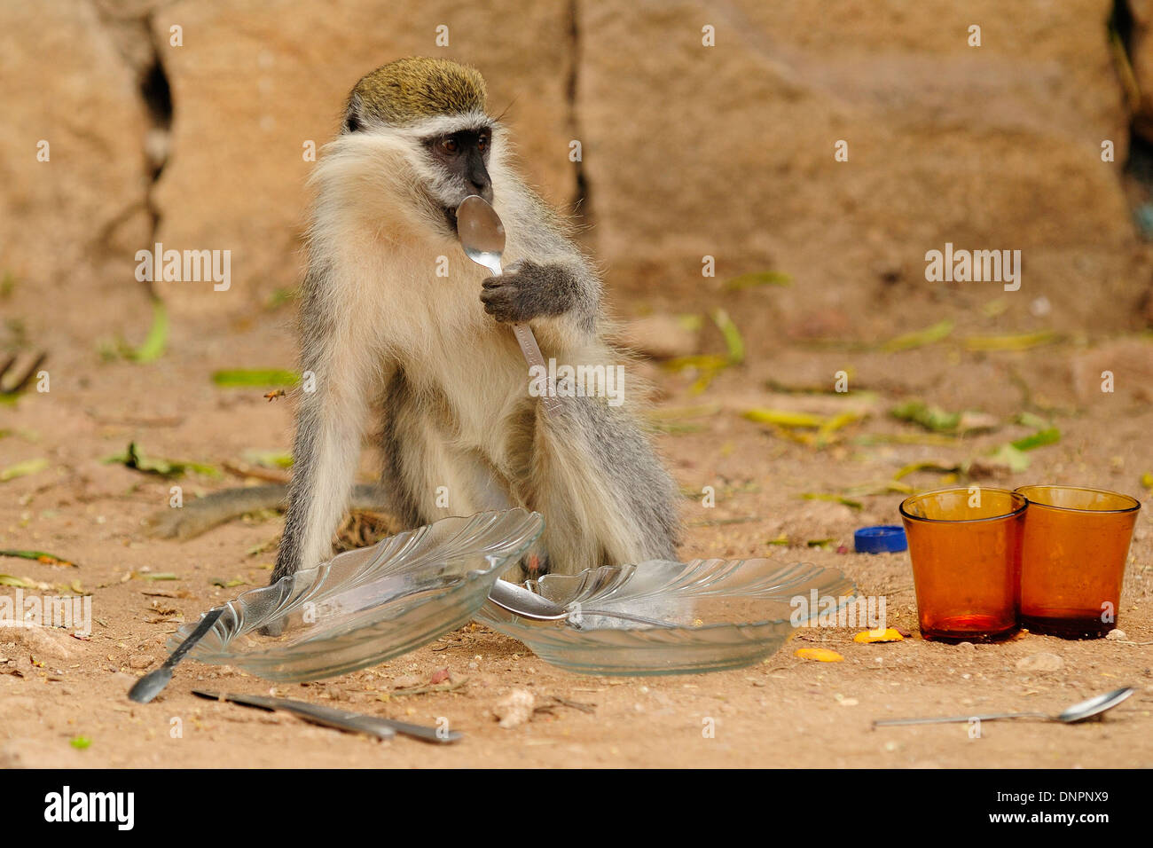 Grivet monkey playing with a spoon, Djibouti, Horn of Africa Stock ...