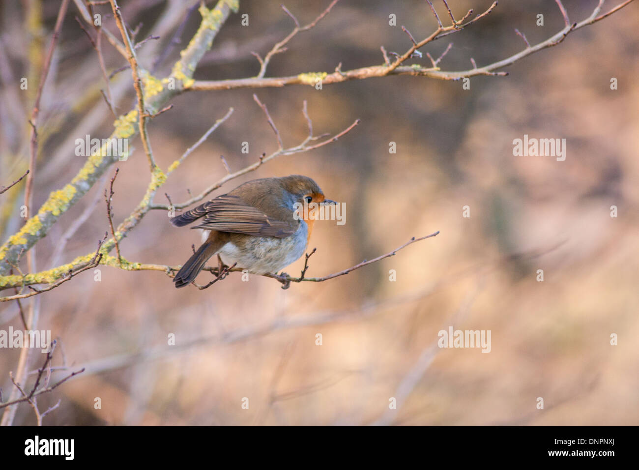 Robin at rest hi-res stock photography and images - Alamy