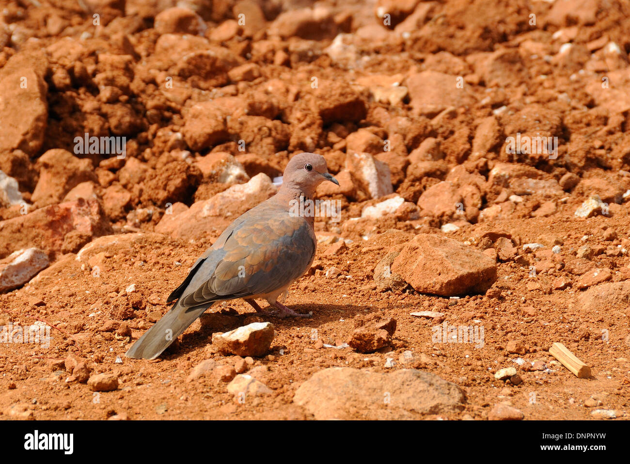 Laughing Dove in Djibouti, Horn of Africa Stock Photo - Alamy