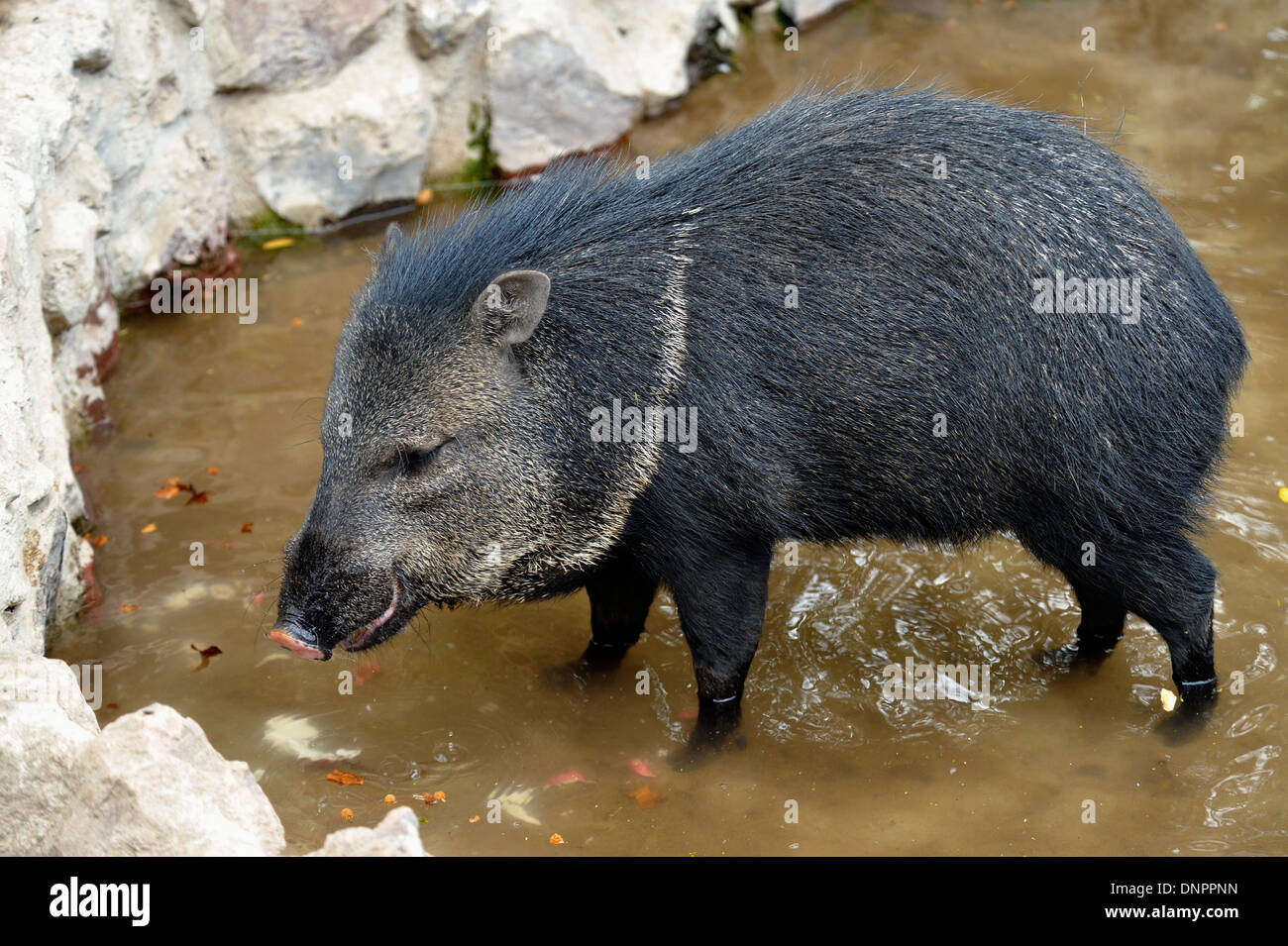 collared peccary (Pecari tajacu) in the Quito zoo, Ecuador Stock Photo ...