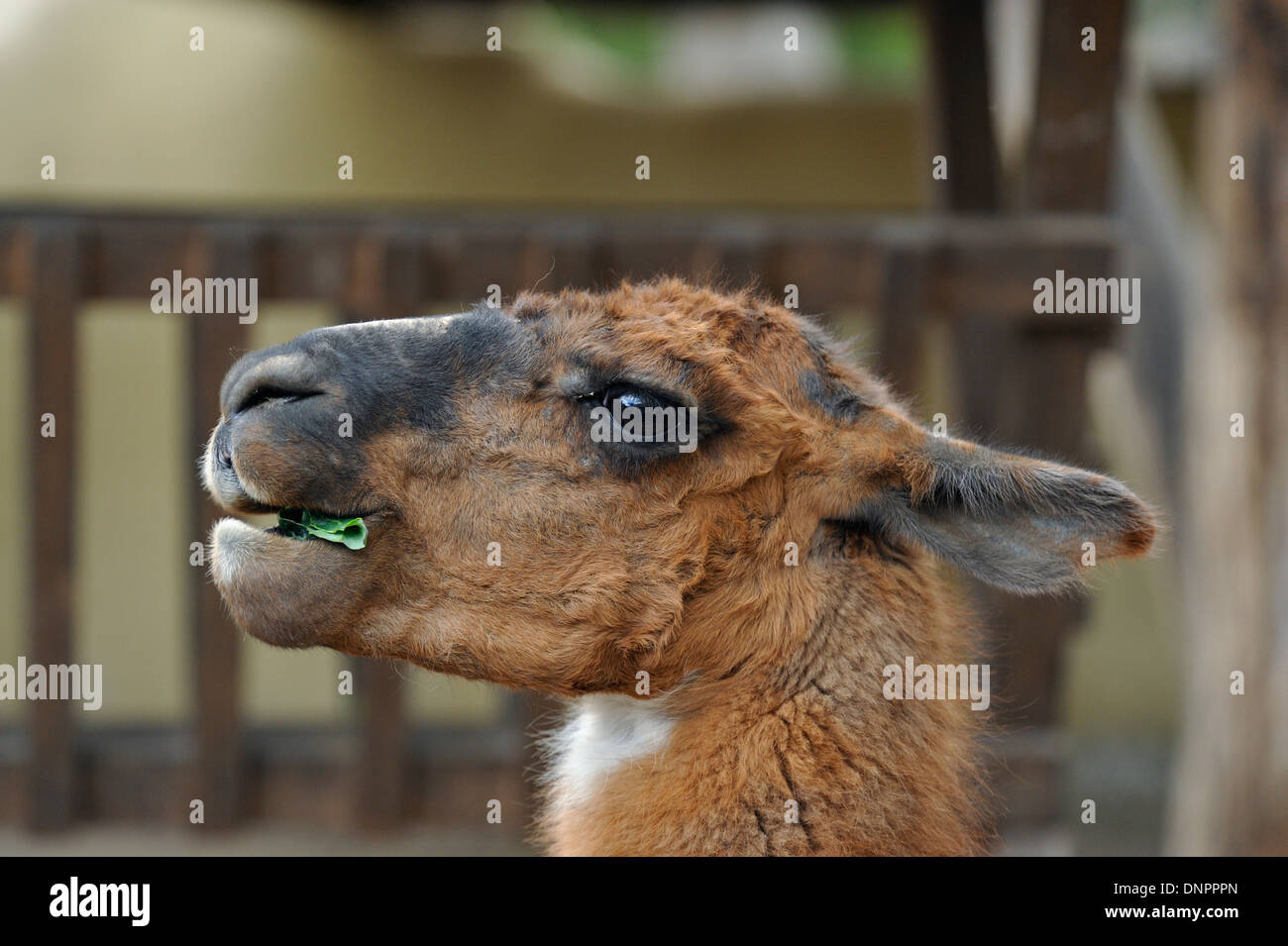 Lama glama in the quito zoo ecuador hi-res stock photography and images ...