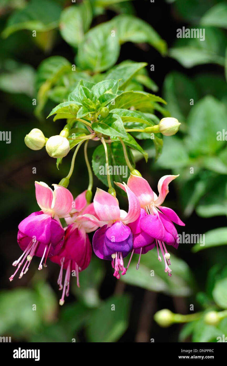Fuchsia flower blooming in a public garden in Quito, Ecuador Stock ...