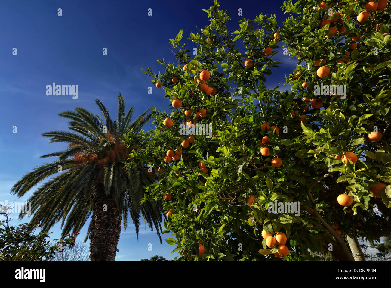 Palm tree plantation images hi-res stock photography and images - Alamy