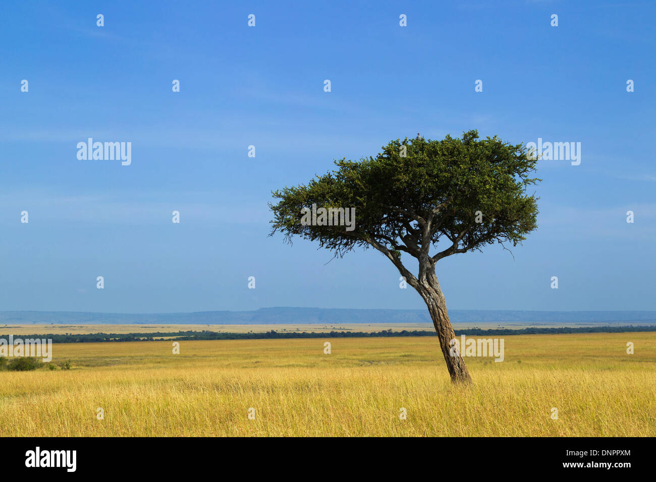 Acacia Tree on the Savanna, Maasai Mara National Reserve, Kenya Stock ...