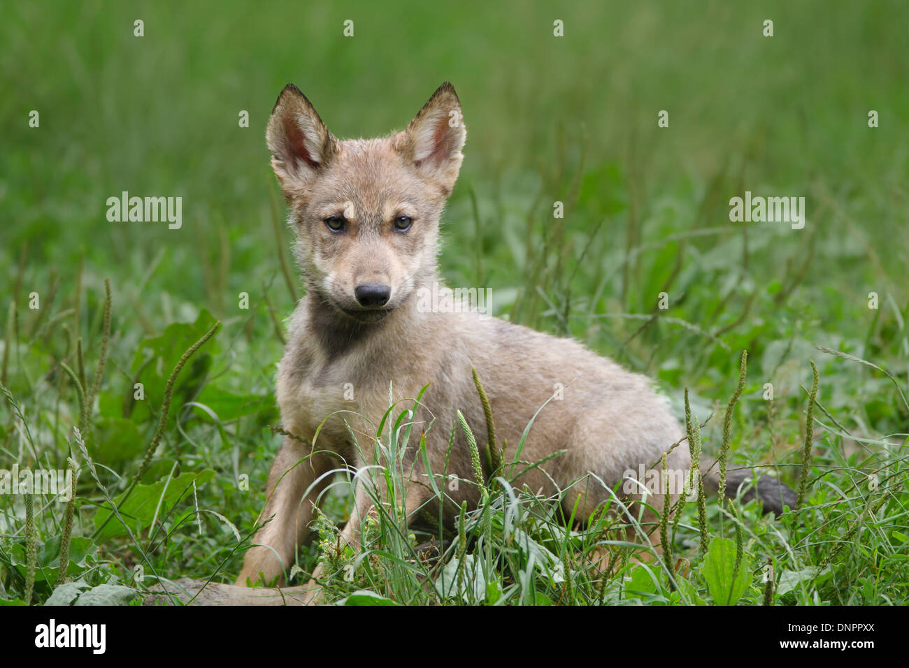 Timber wolf canis lupus cub hi-res stock photography and images - Alamy