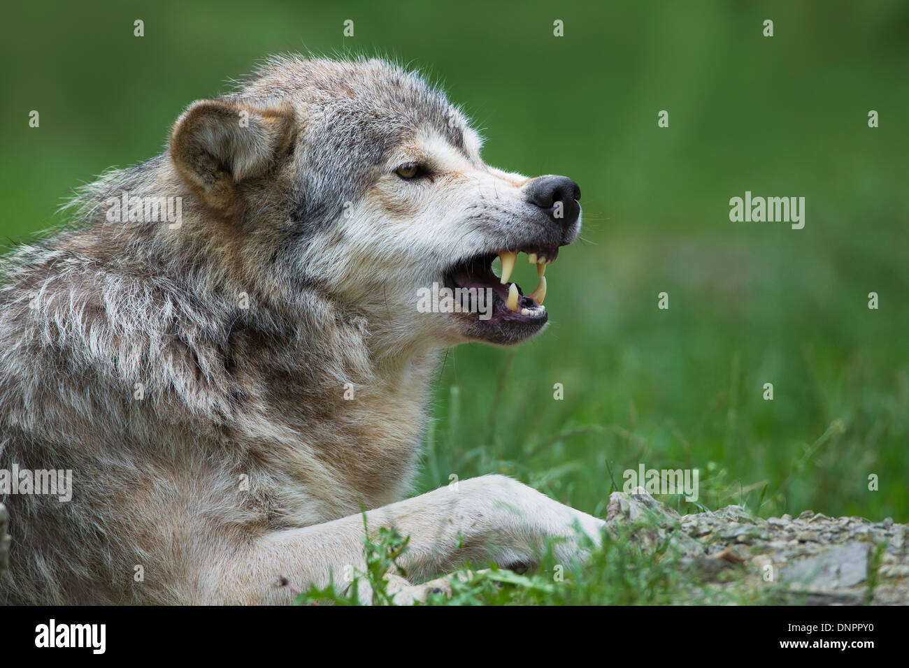 Wolves lying in the grass hi-res stock photography and images - Alamy