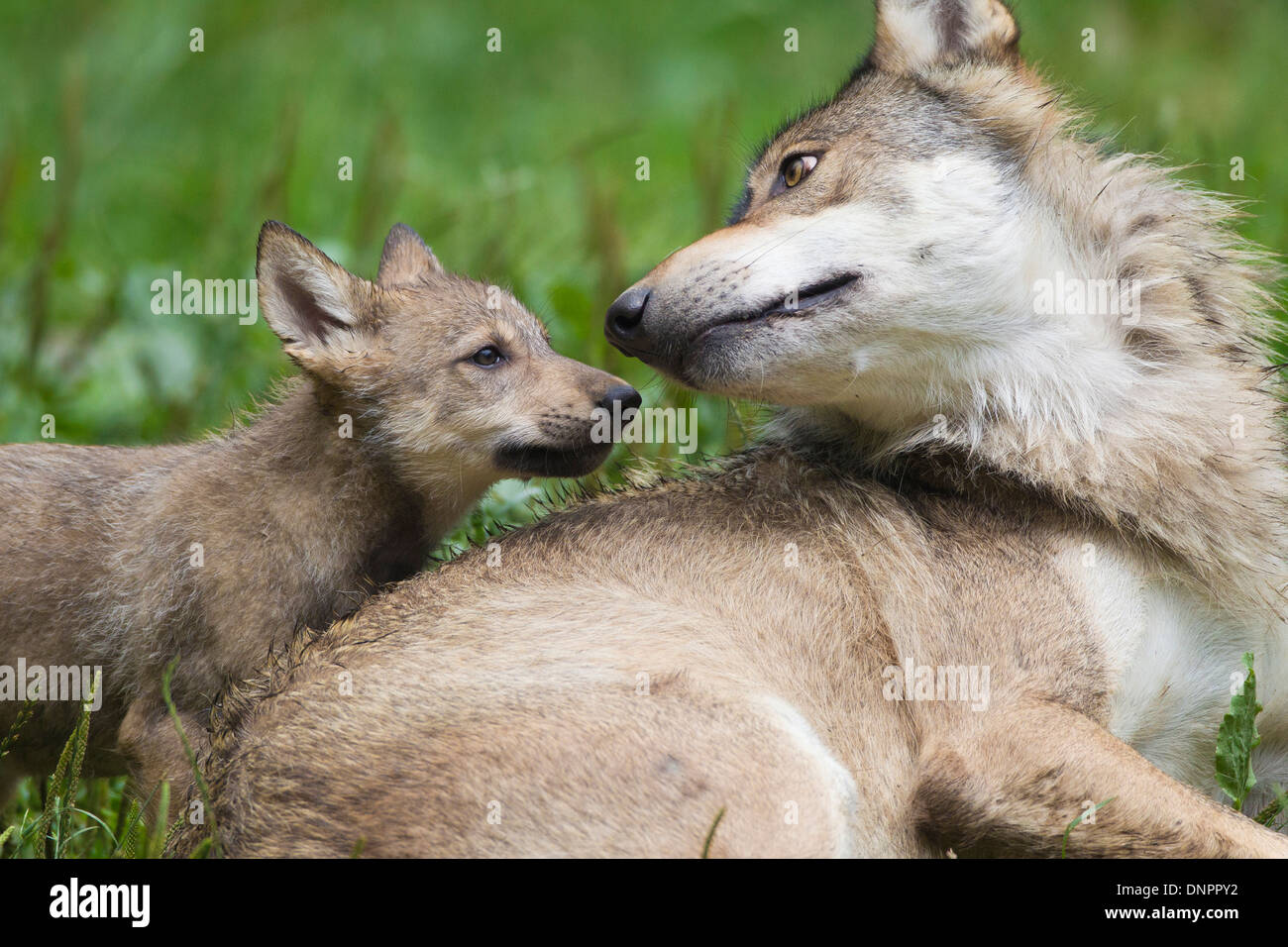 Wolf cub hi-res stock photography and images - Alamy