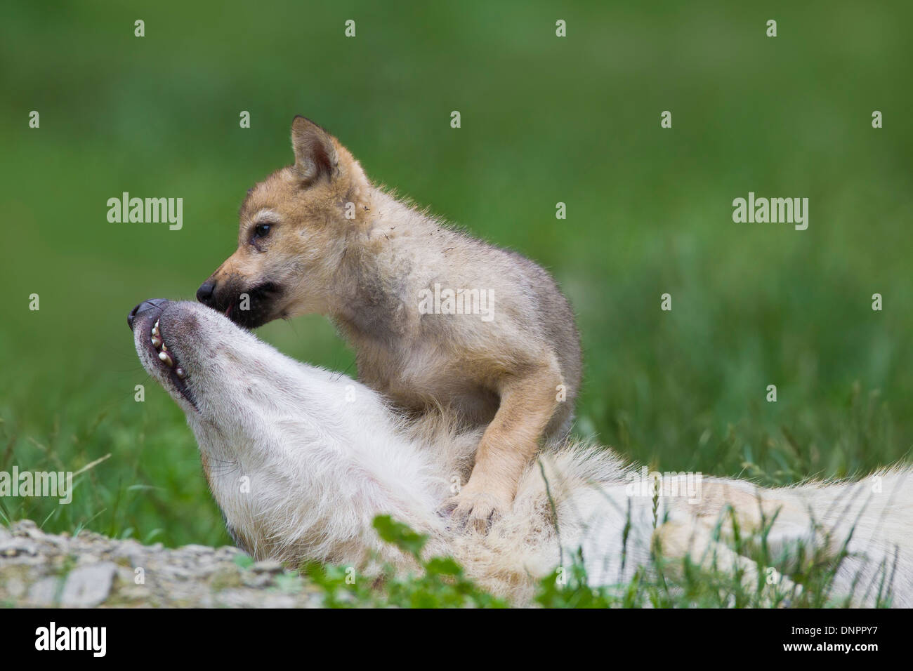 Female with pup laying down on grass hi-res stock photography and ...