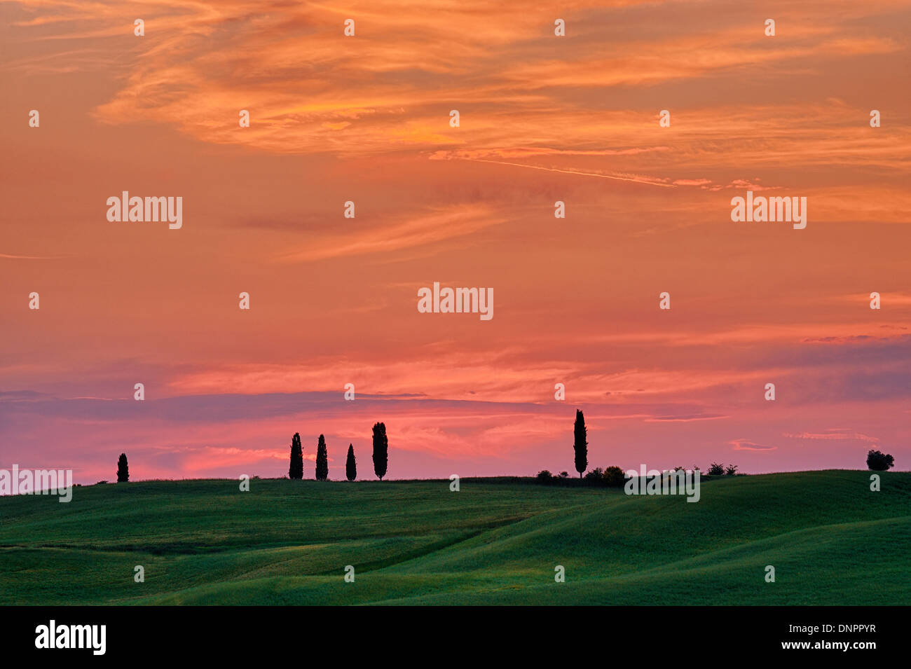 Cypress trees with sunset sky. Pienza, Siena Province, Val d´Orcia ...