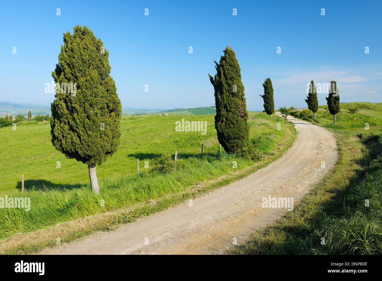 Treelined Road with Cypress Trees. Val d´Orcia, Tuscany, Siena Province ...