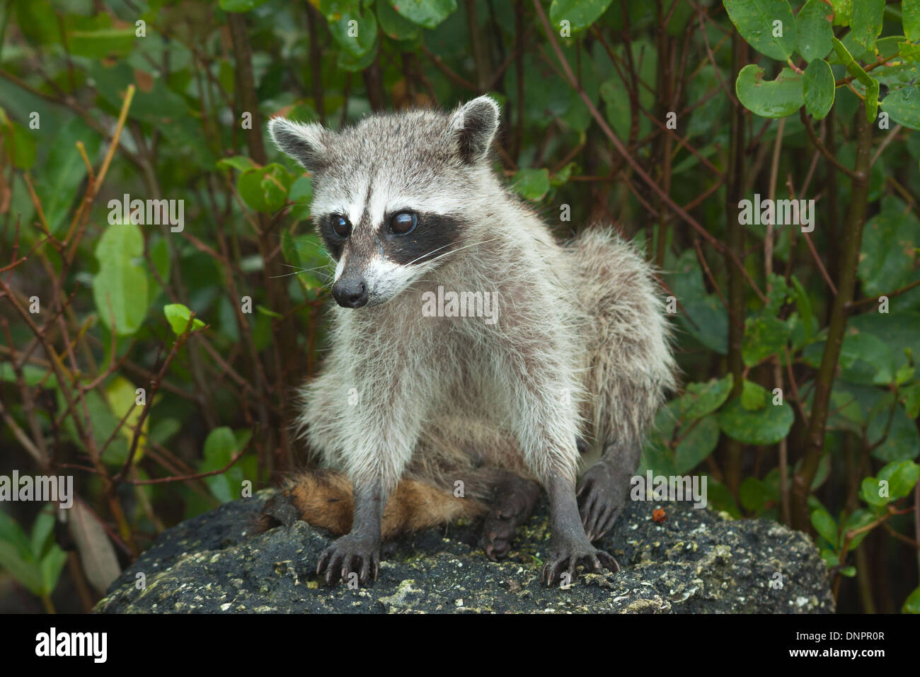Mexican Raccoon High Resolution Stock Photography and Images - Alamy