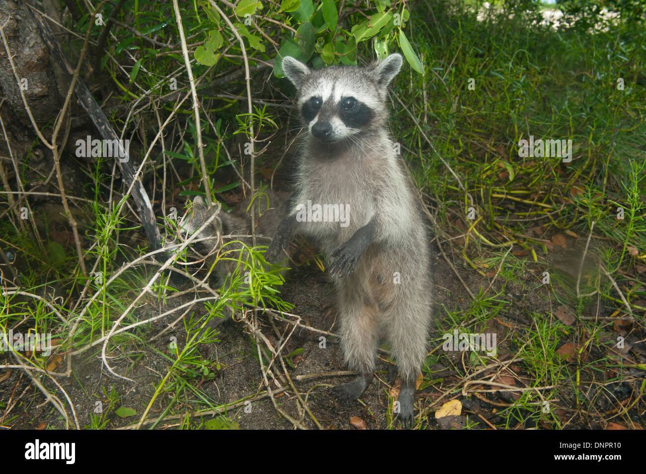 Pygmy Raccoon (Procyon pygmaeus) Critically endangered, Cozumel Island ...