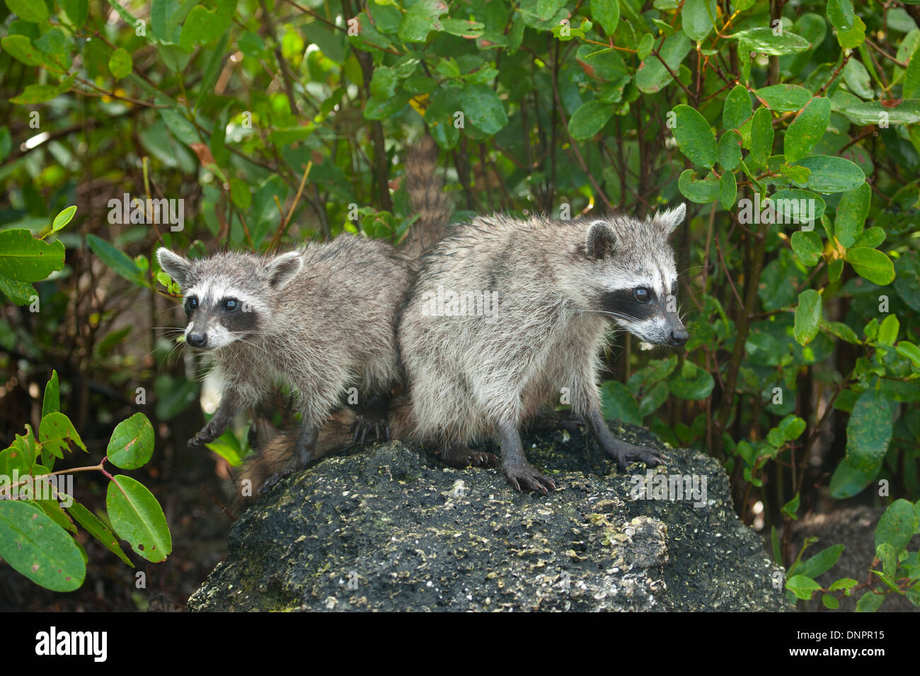 Raccoon cozumel endangered mammal hi-res stock photography and images ...