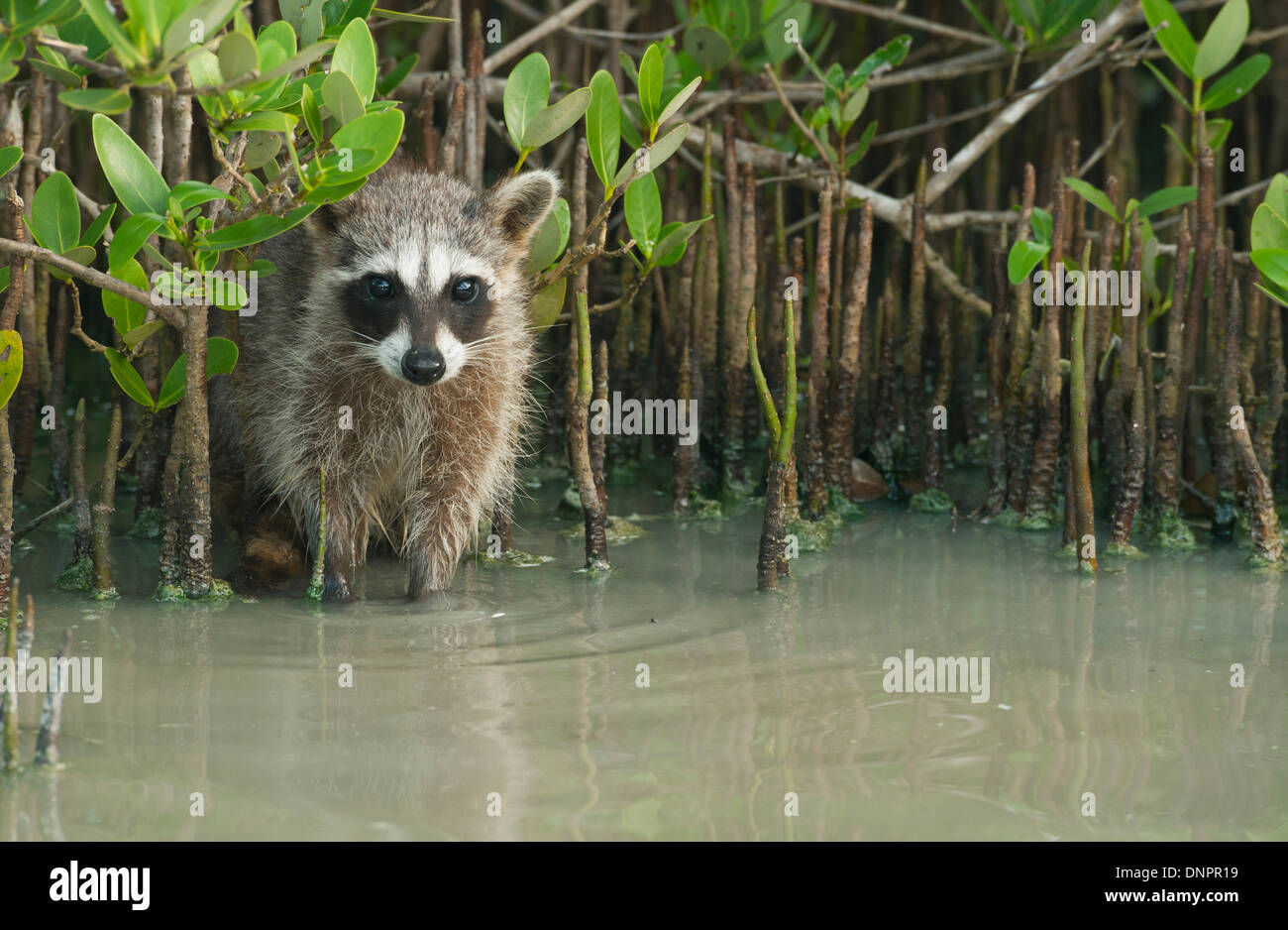 Raccoon cozumel endangered mammal hi-res stock photography and images ...