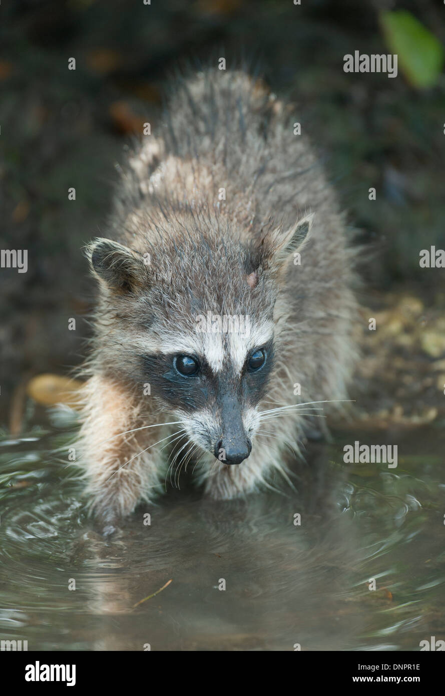 Pygmy Raccoon (Procyon pygmaeus) Critically endangered, Cozumel Island ...