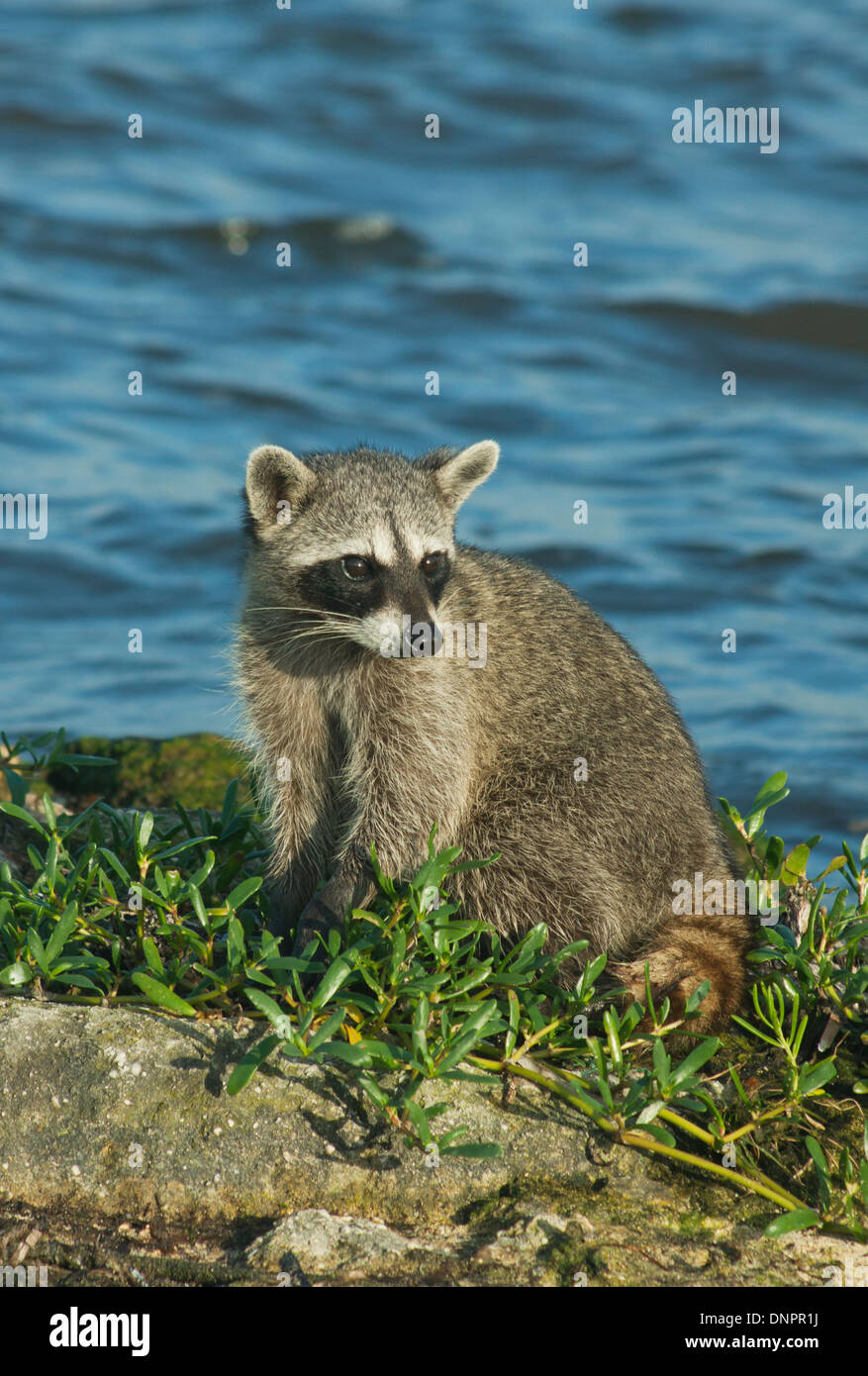 Pygmy Raccoon (Procyon pygmaeus) Critically endangered, Cozumel Island ...
