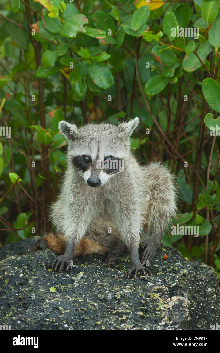 Pygmy Raccoon (Procyon pygmaeus) Critically endangered, Cozumel Island ...