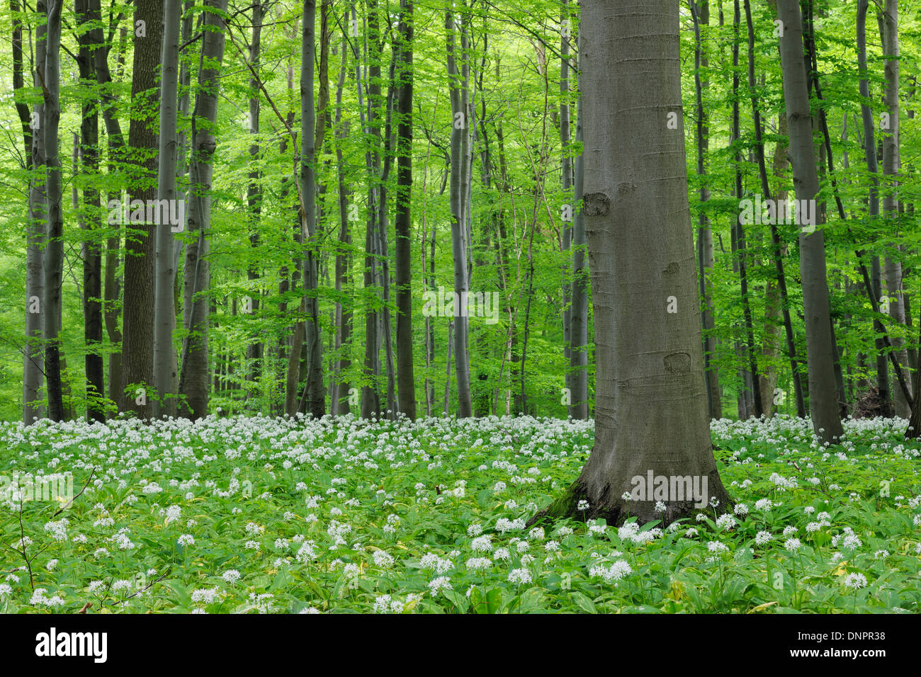 Spring forest with Ramsons (Allium ursinum) lush green foliage. Hainich ...