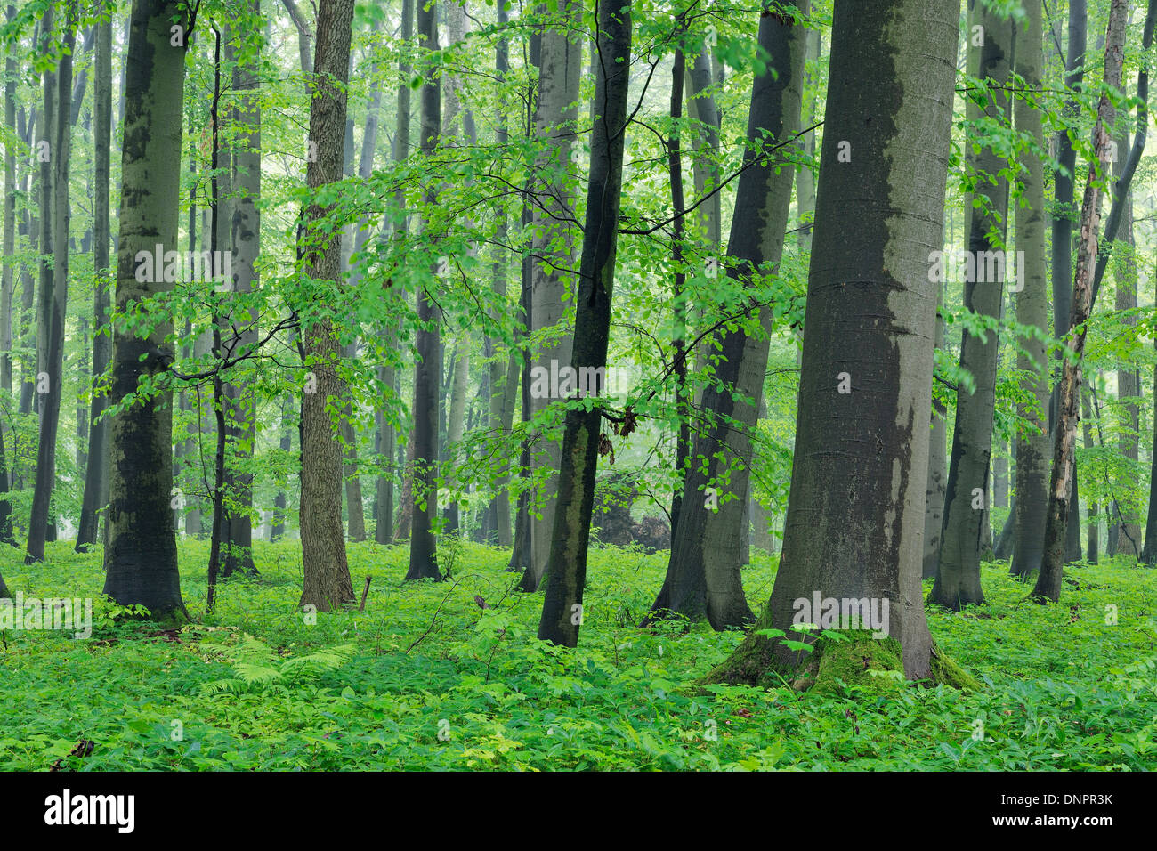 Spring beech forest with lush green foliage. Hainich National Park ...