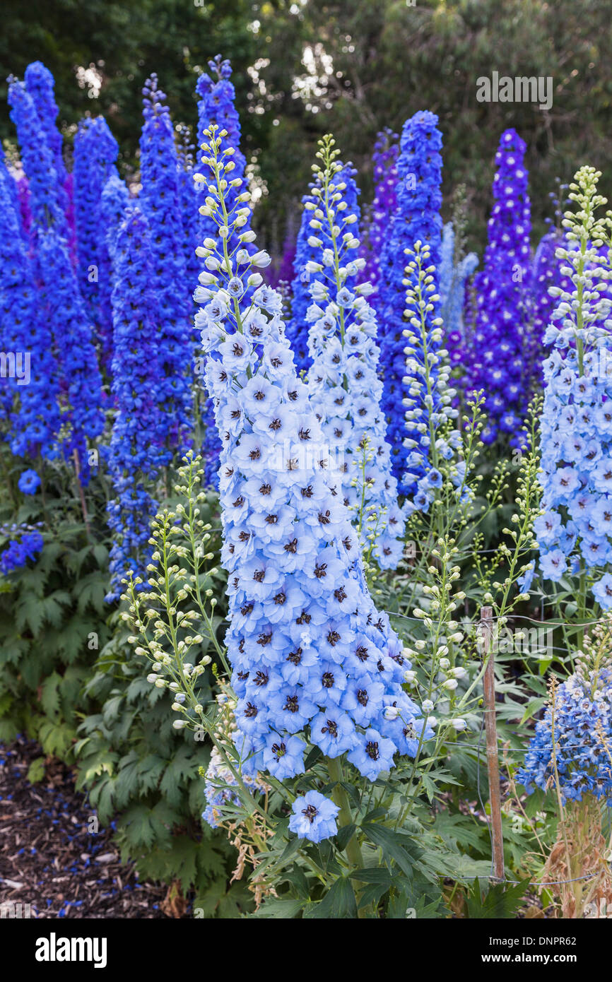 Royal blue delphinium hi-res stock photography and images - Alamy