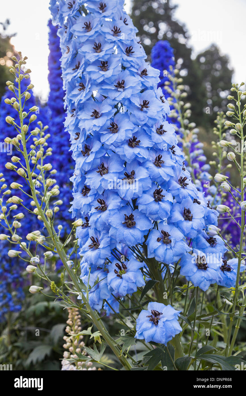 The Delphinium Society High Resolution Stock Photography and Images - Alamy