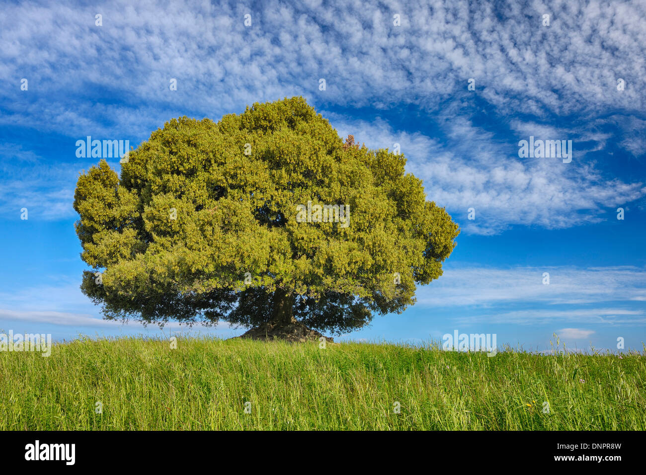Italia quercus ilex hi-res stock photography and images - Alamy