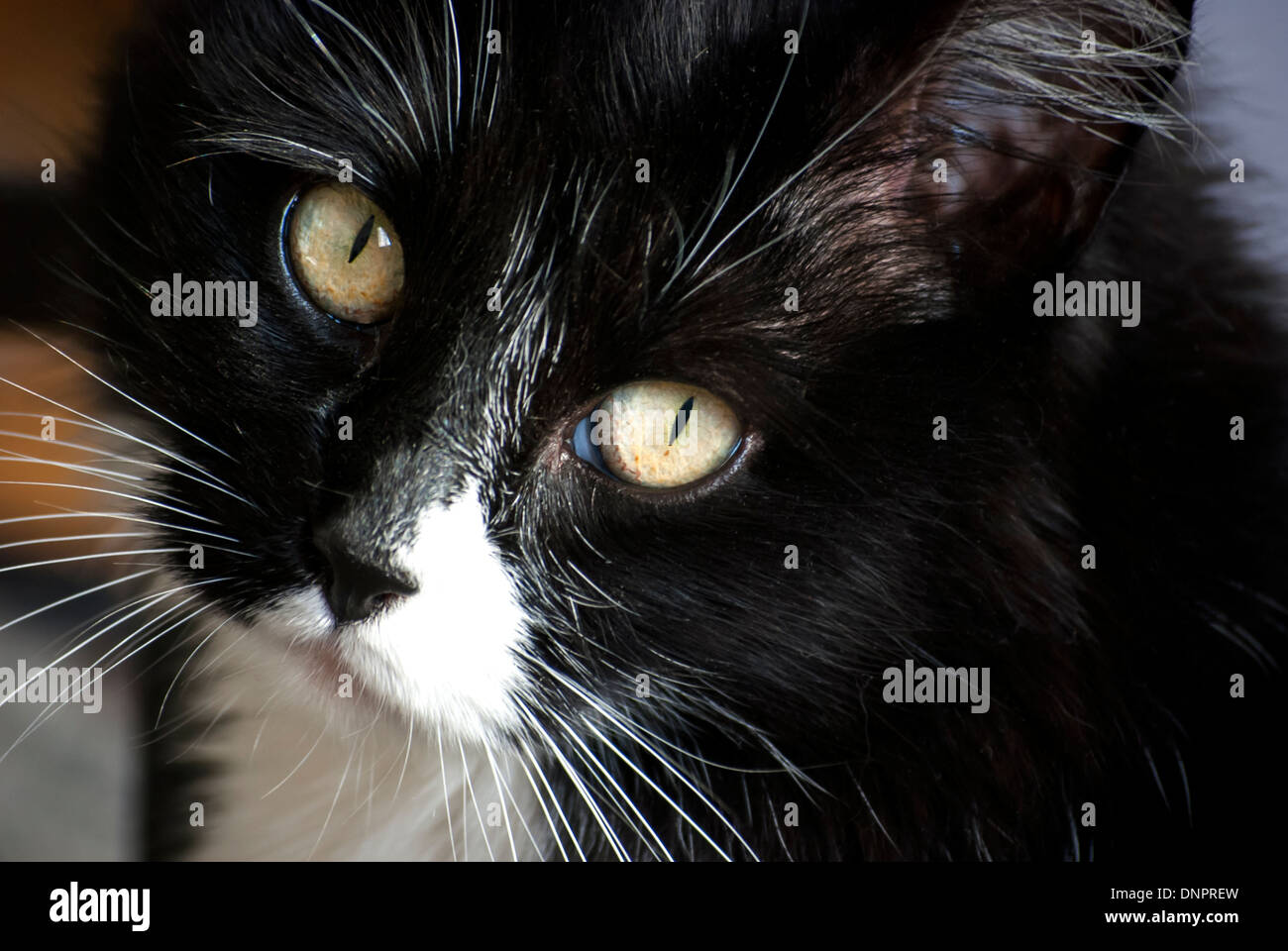 Cat head closeup Stock Photo - Alamy