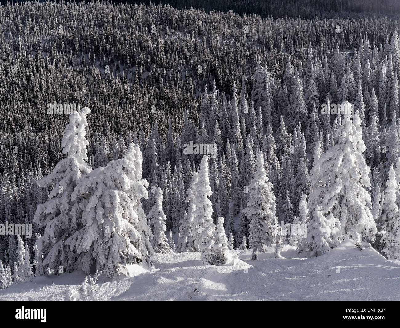 Snow ghost trees at top of Bullet Express chairlift, Big White Ski ...