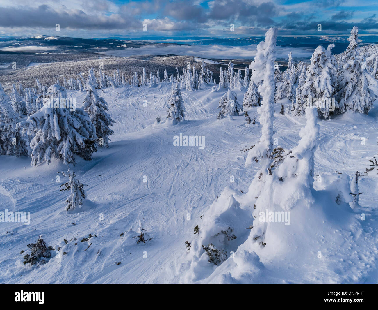 Big trees with snow hi-res stock photography and images - Alamy