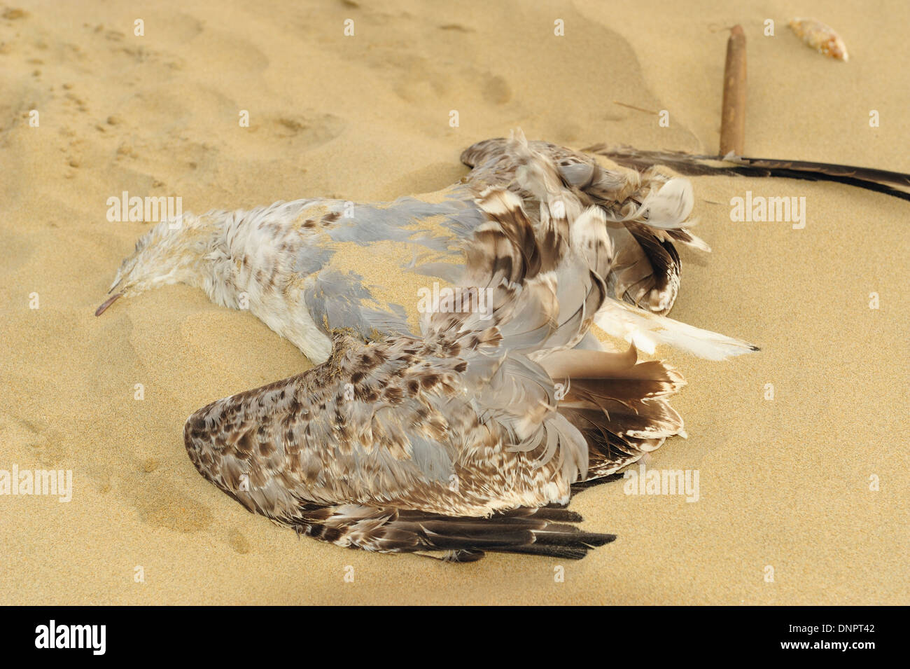 Dead seagull hi-res stock photography and images - Alamy