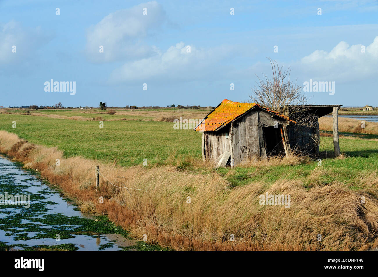 Swamps hi-res stock photography and images - Alamy