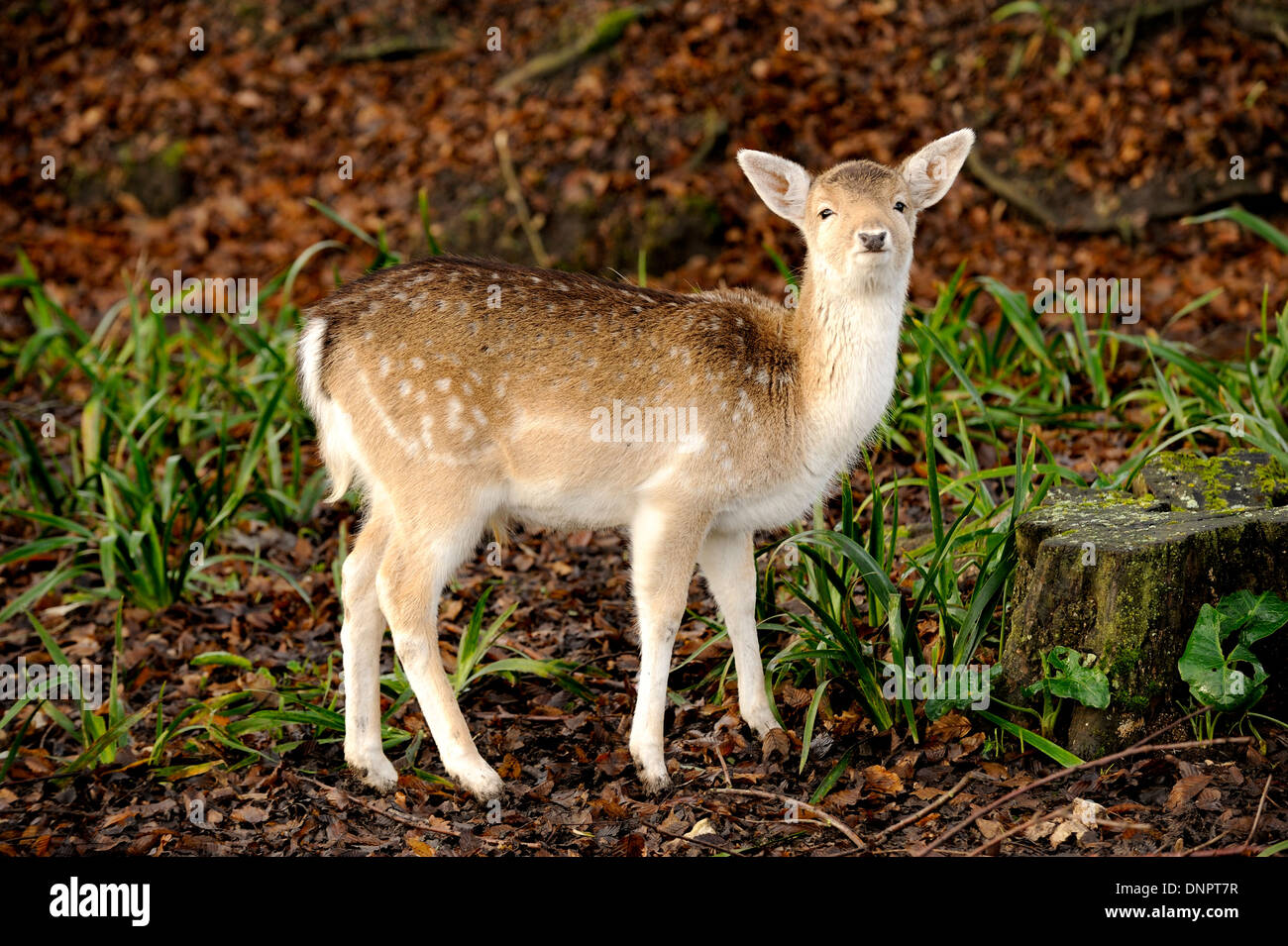 Deer of france hi-res stock photography and images - Alamy