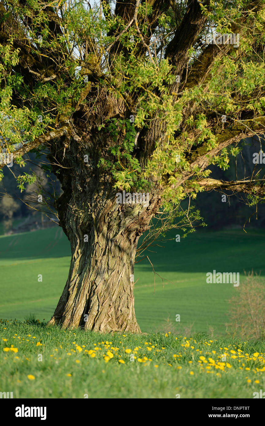 Crack willow salix fragilis salicaceae hi-res stock photography and ...