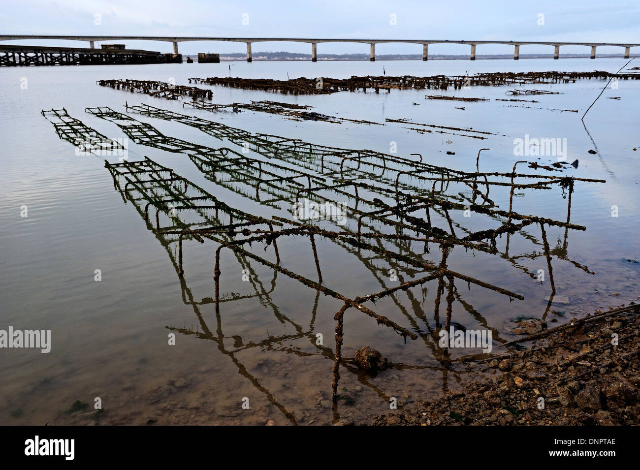 Oysters racks hi-res stock photography and images - Alamy
