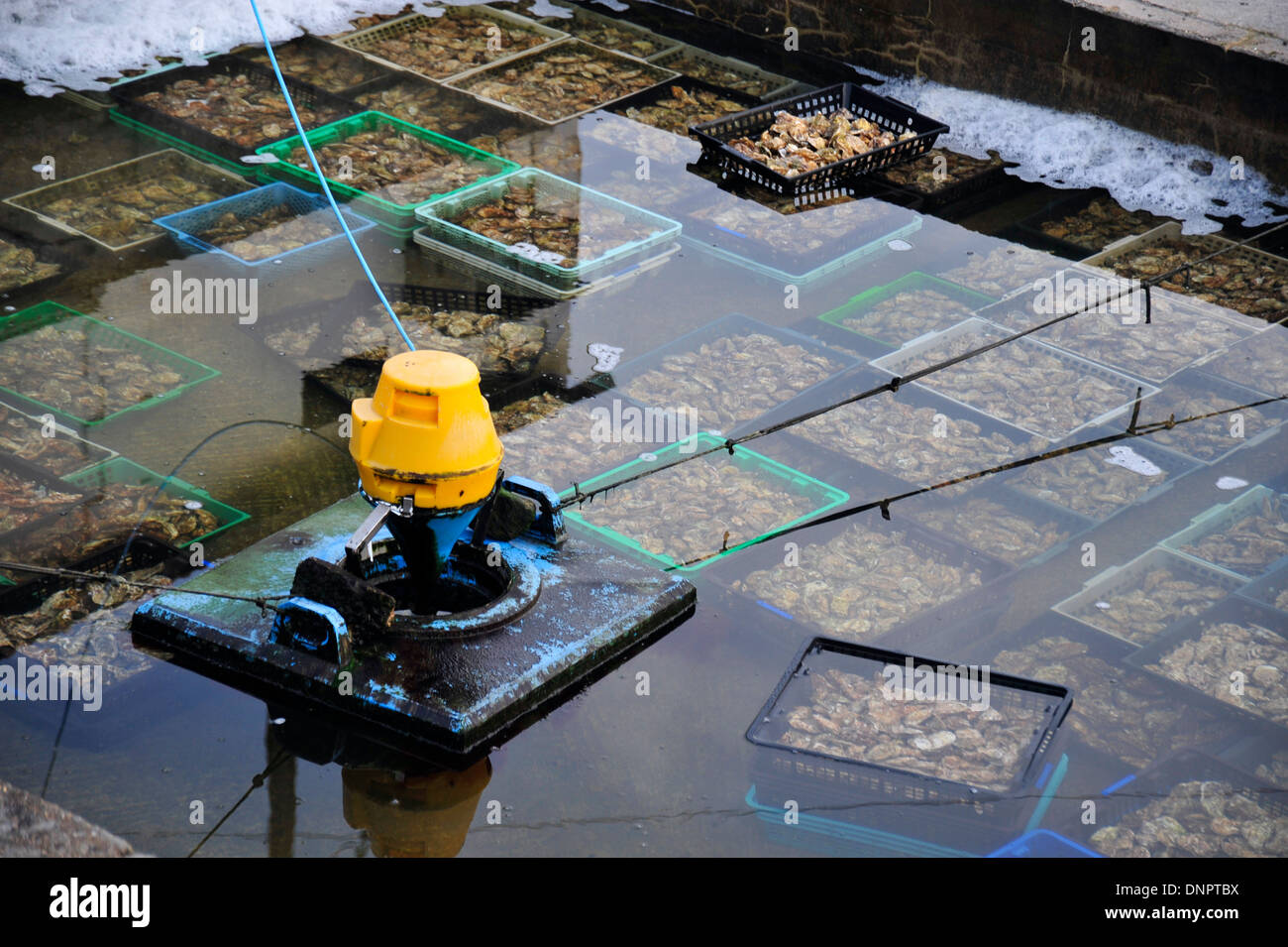 Oysters matured in a claire freshwater pool in Charente-Maritime ...