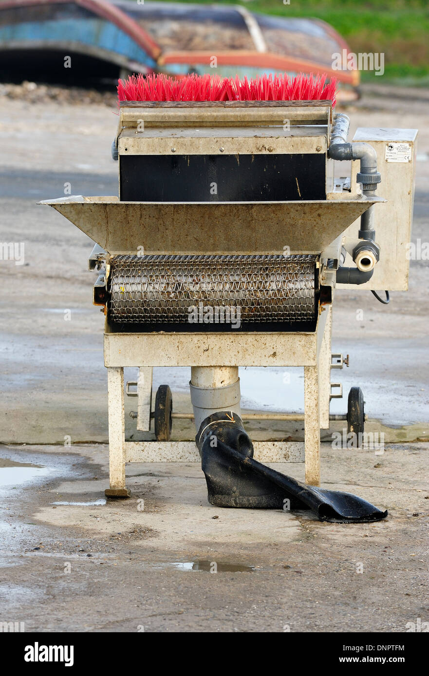 Oyster shell selection machine in an oyster farm in Charente-Maritime ...