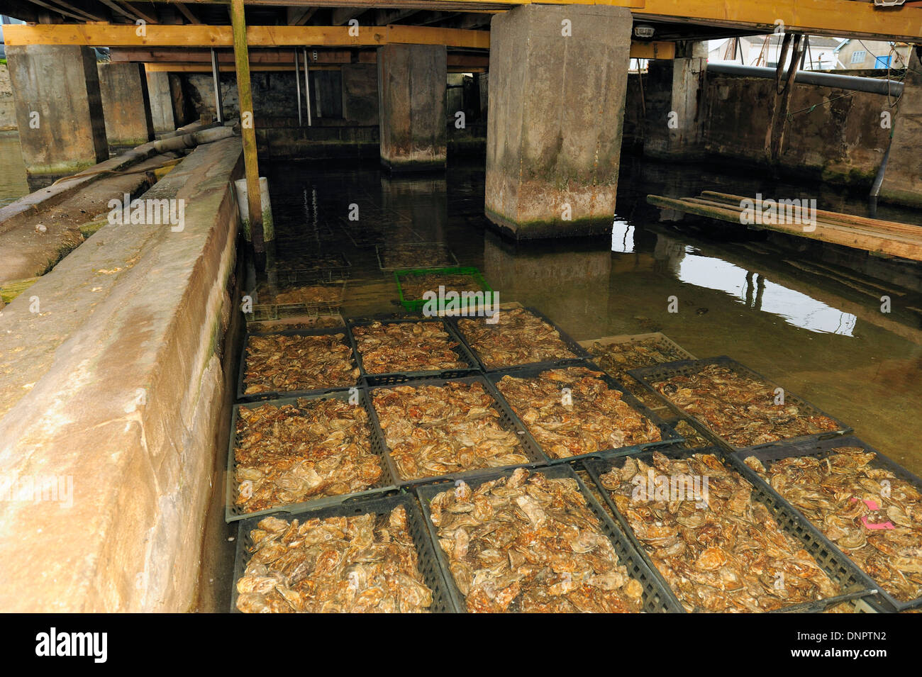 Oysters matured in a claire freshwater pool in Charente-Maritime ...